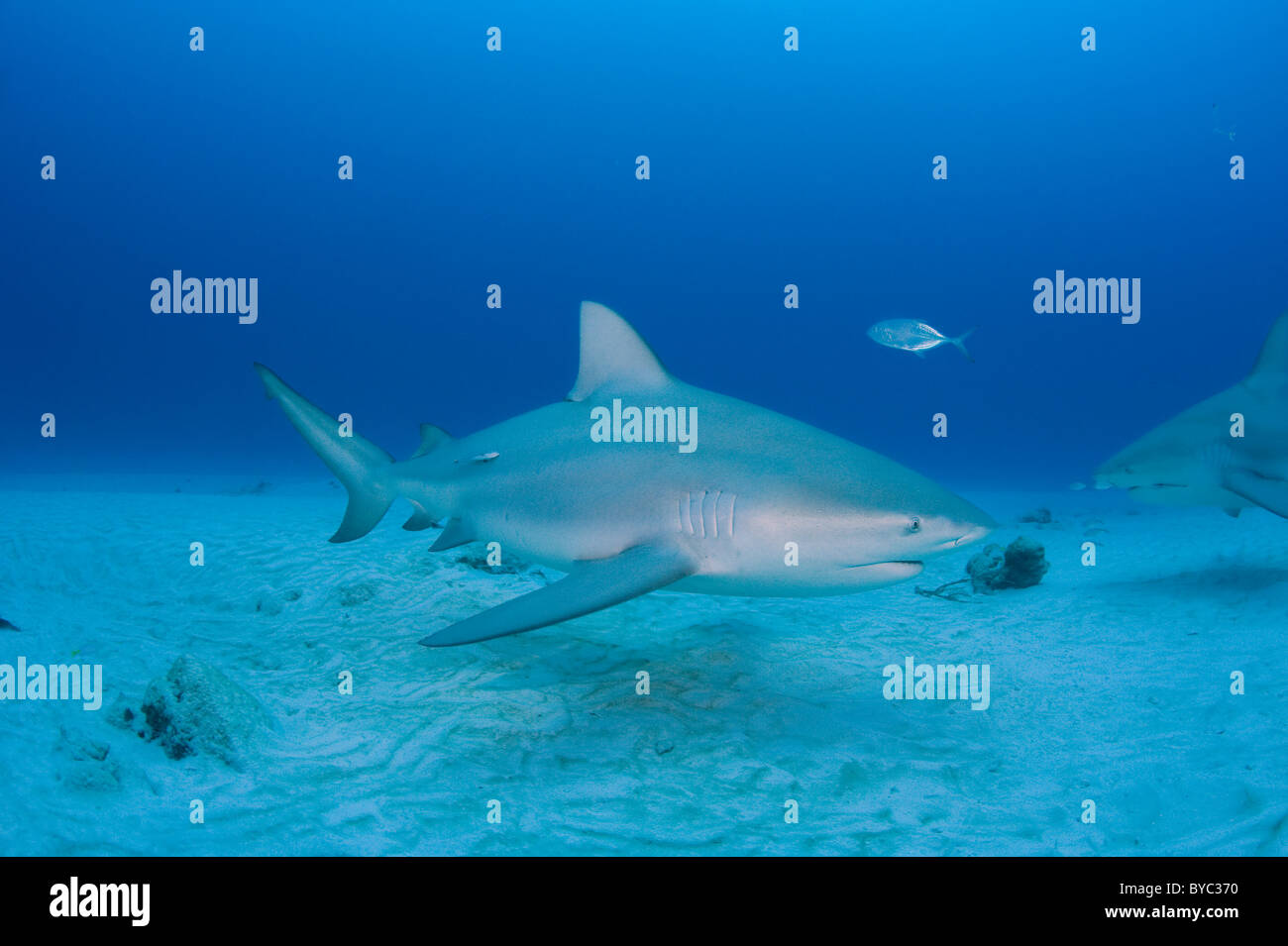 Shark bull 28 hi-res stock photography and images - Alamy