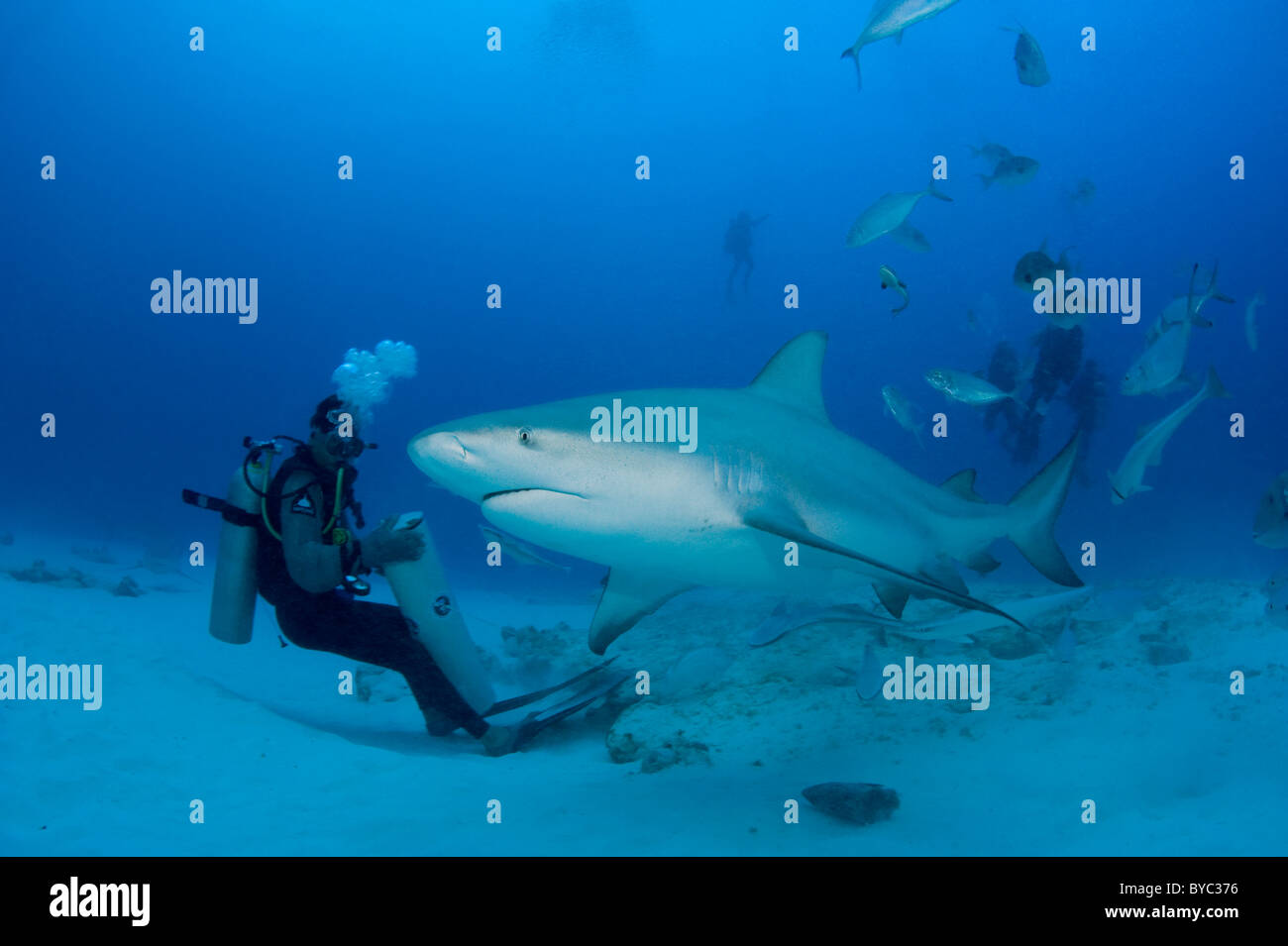 Bull shark feeding feeder hi-res stock photography and images - Alamy
