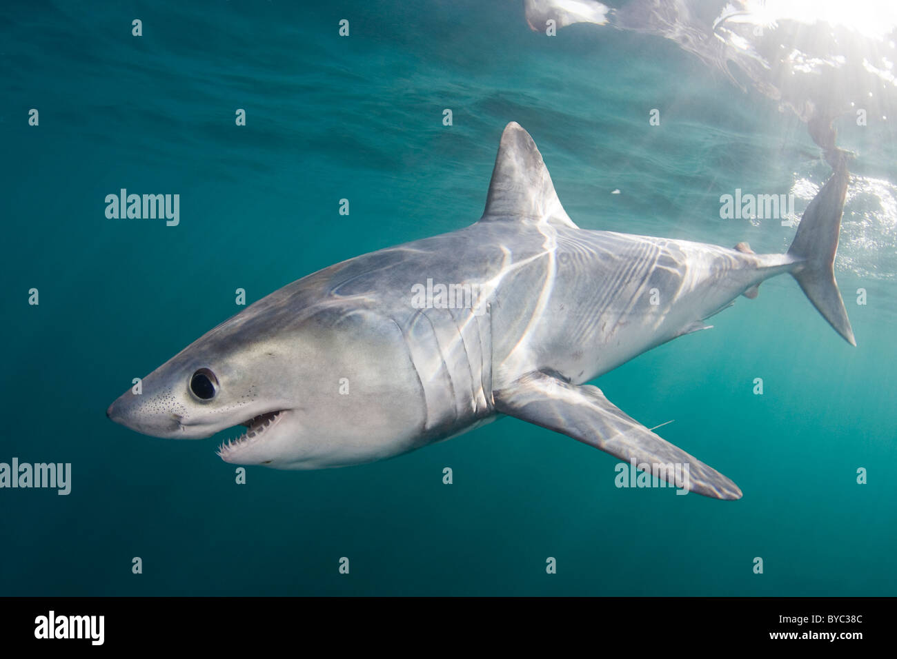 porbeagle shark ( Lamna nasus ) Nova Scotia, Canada ( North Atlantic ...