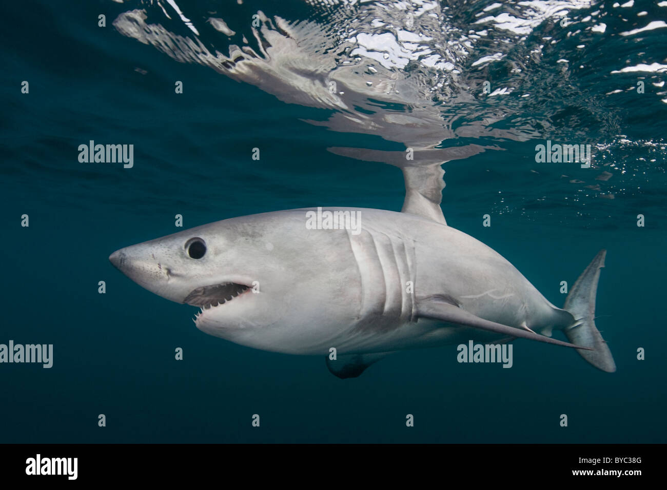 Lamna Obliqua Shark Cretaceous England