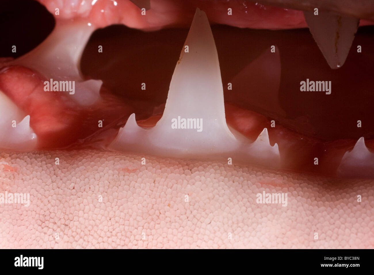 Porbeagle teeth hi-res stock photography and images - Alamy