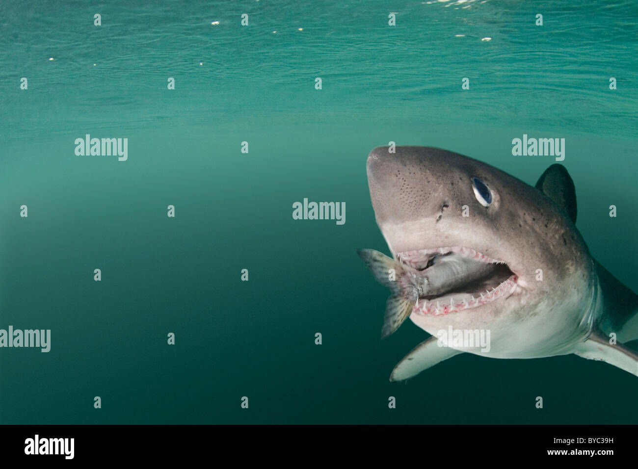 Lamna Obliqua Shark Cretaceous England