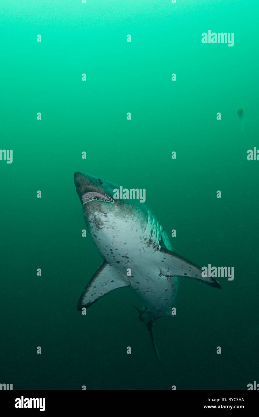 Shark salmon 35 hi-res stock photography and images - Alamy