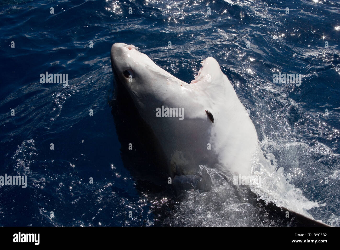Tiger sharks hawaii hi-res stock photography and images - Alamy