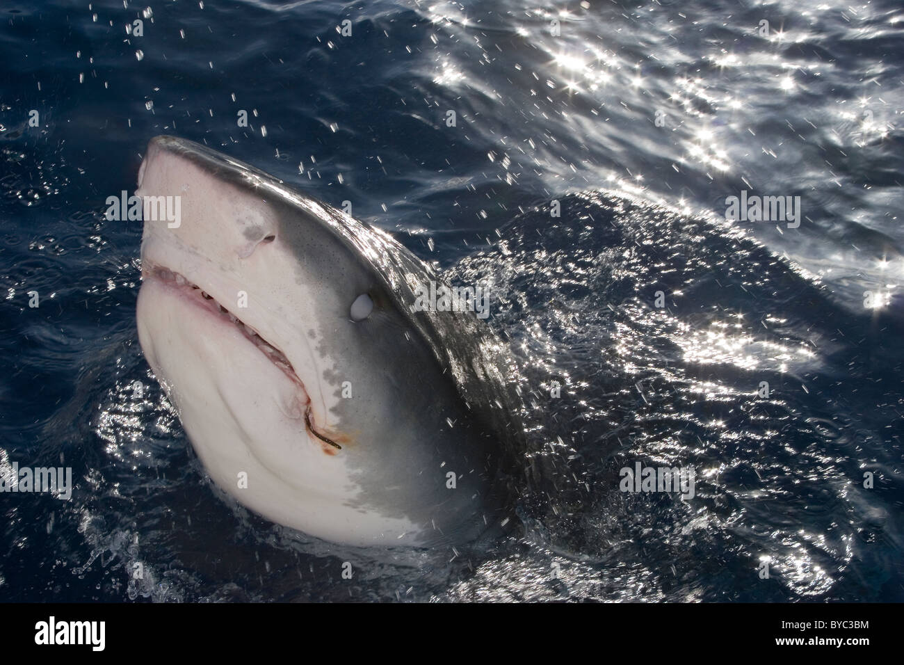 tiger shark ( Galeocerdo cuvier ) lunging for bait, North Shore, Oahu ...