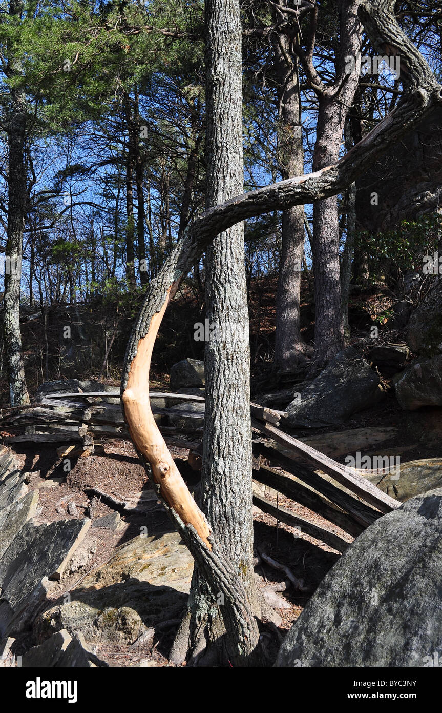A tree that is strangely curved, with a portion of the bark worn away ...