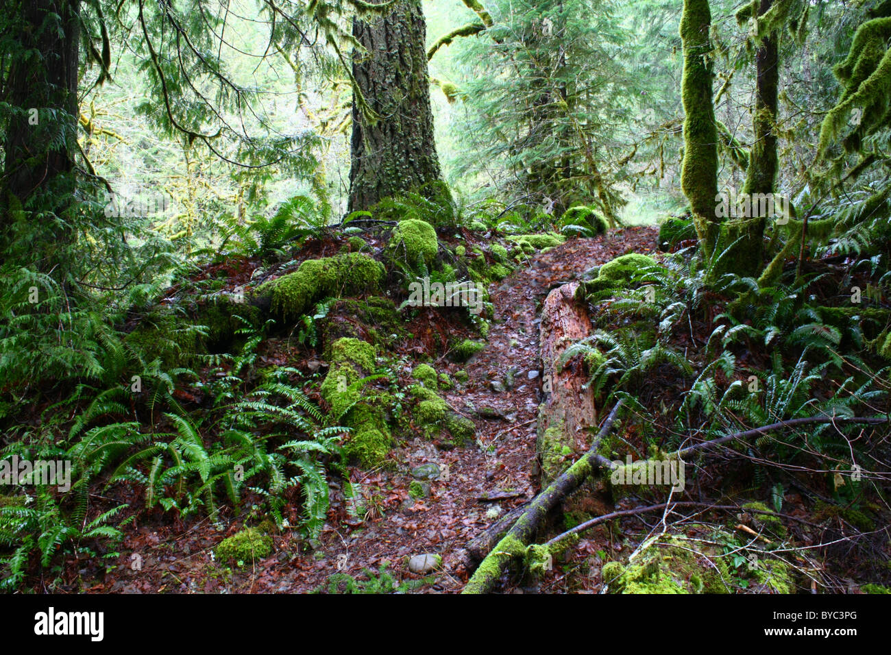 Fern Covered Trail High Resolution Stock Photography and Images - Alamy