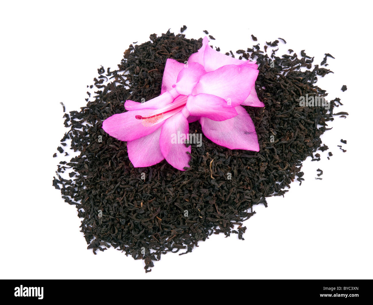 Indian tea flower hi-res stock photography and images - Alamy