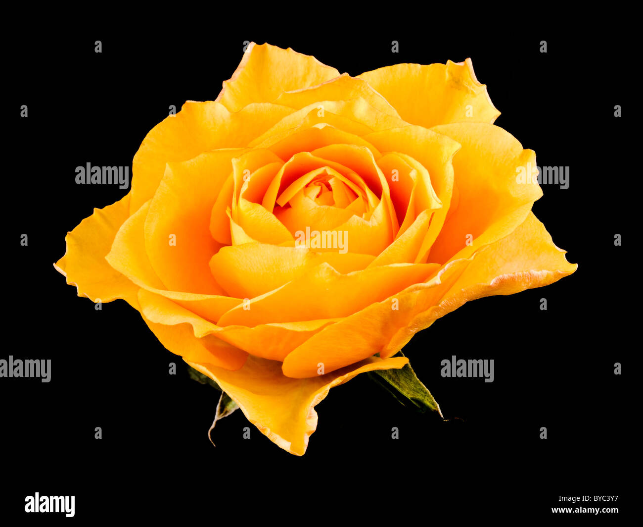 Beautiful tea rose on black background Stock Photo - Alamy