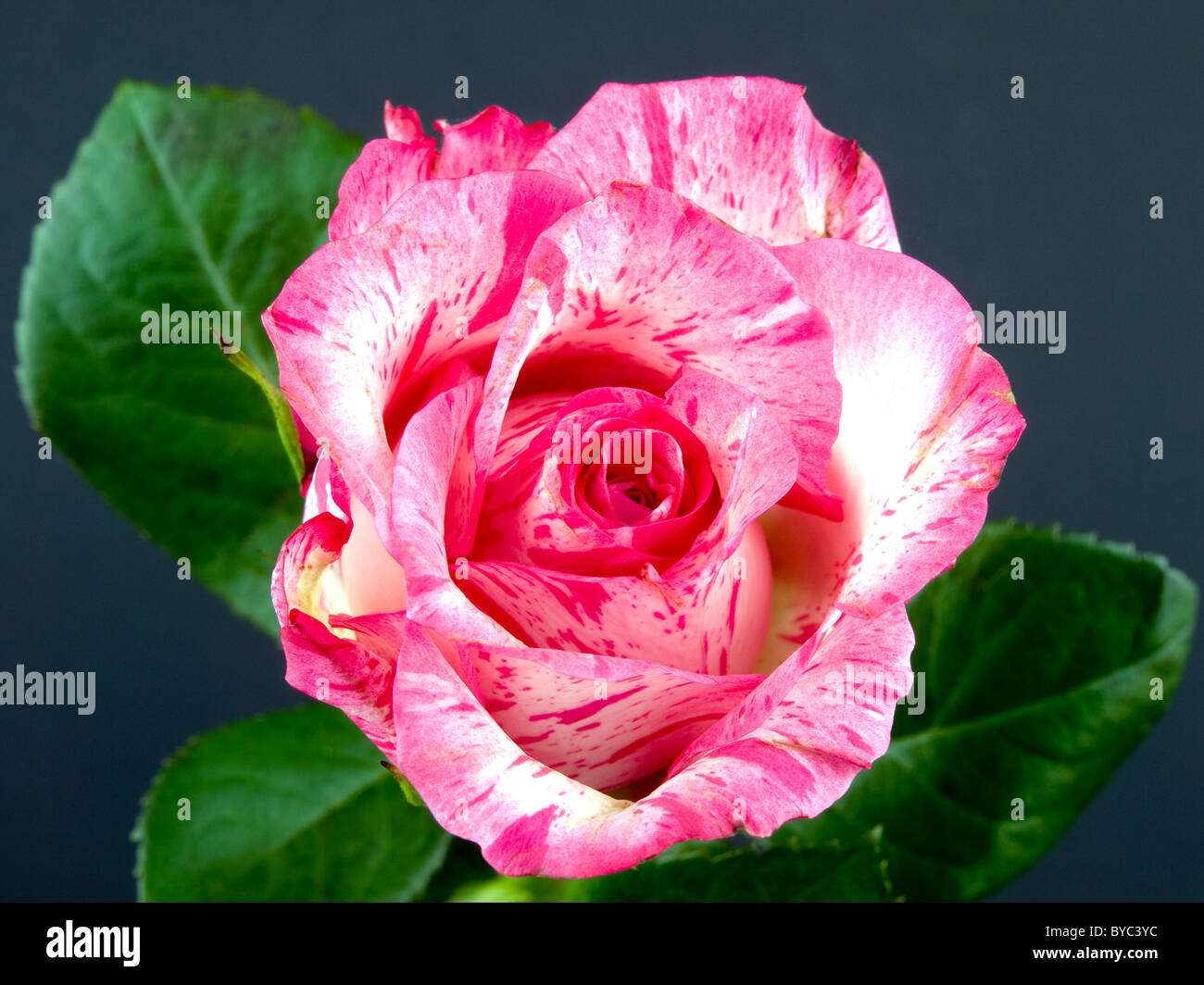 Beautiful pink rose on grey background Stock Photo - Alamy