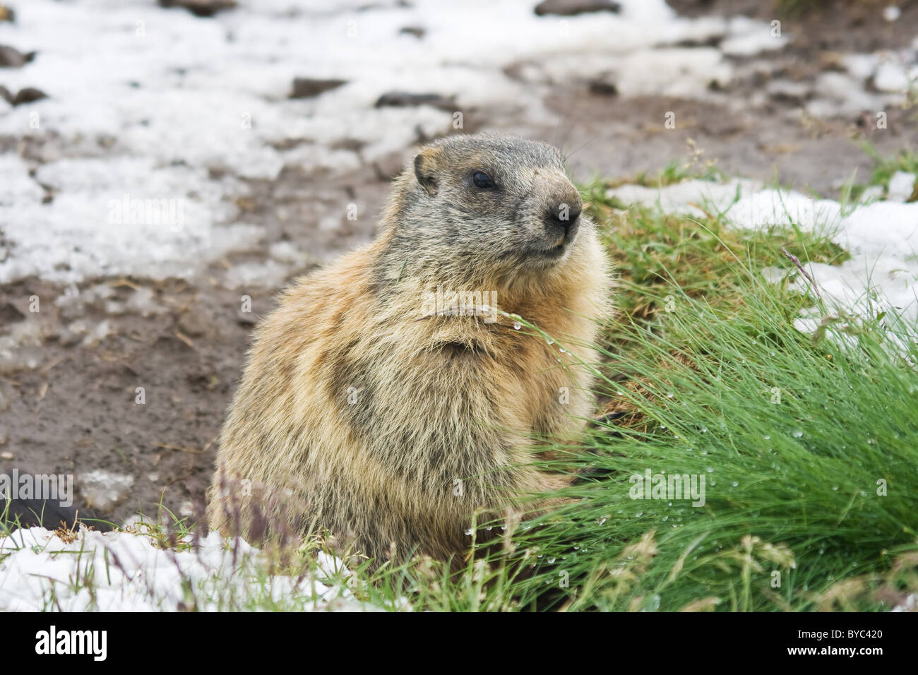Marmot in meadow hi-res stock photography and images - Alamy