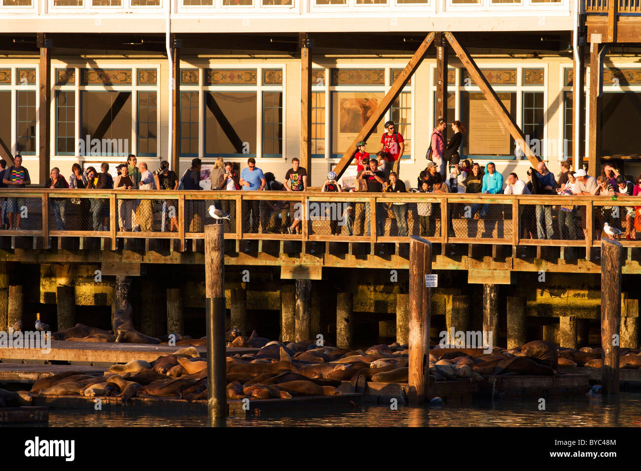 Pier 39 san francisco hi-res stock photography and images - Alamy