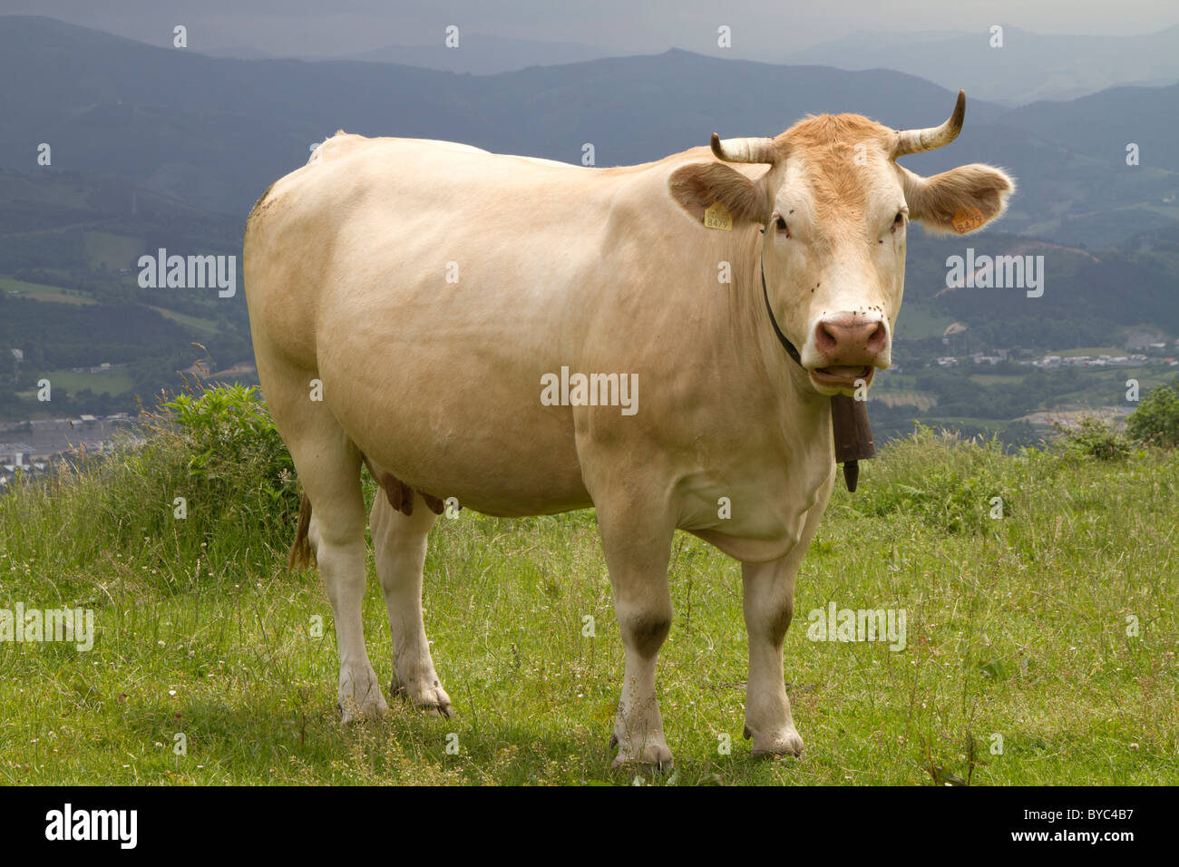 Cow horns bell hi-res stock photography and images - Alamy