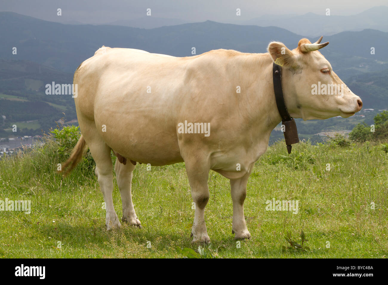 Cow with bell Stock Photo - Alamy