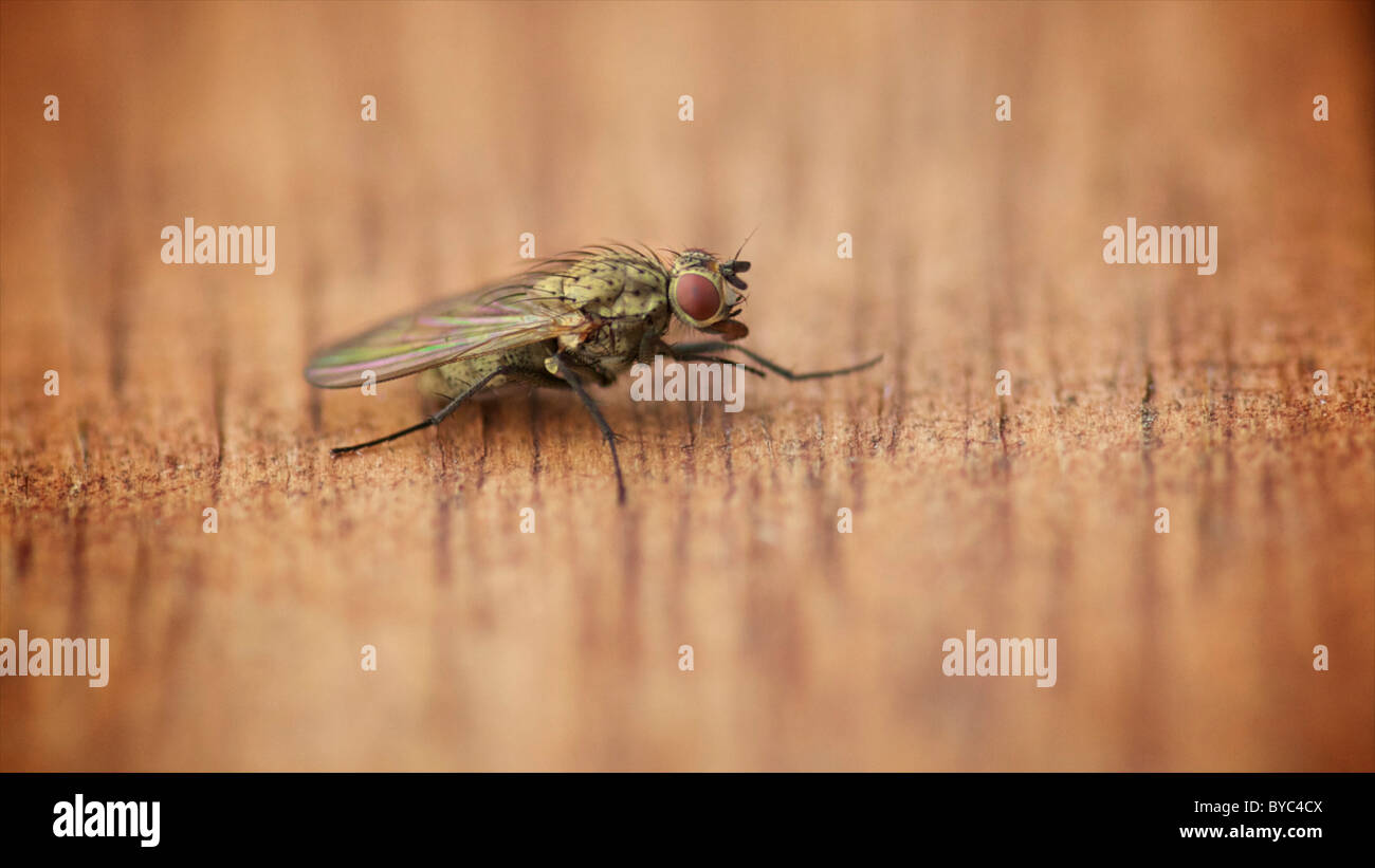 The focus area goes as a line in the picture which the fly is walking ...