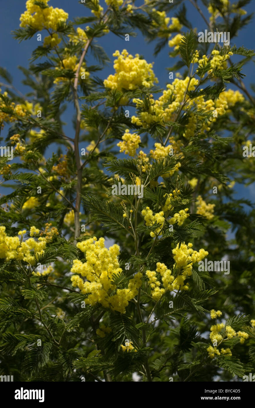 ACACIA DEALBATA, 'SILVER WATTLE' Stock Photo - Alamy