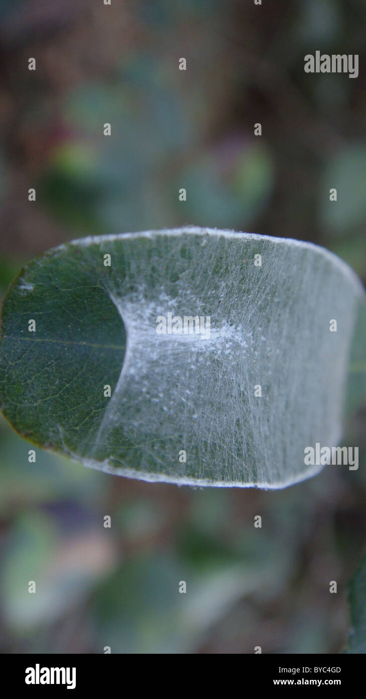 spider web in leaf Stock Photo - Alamy