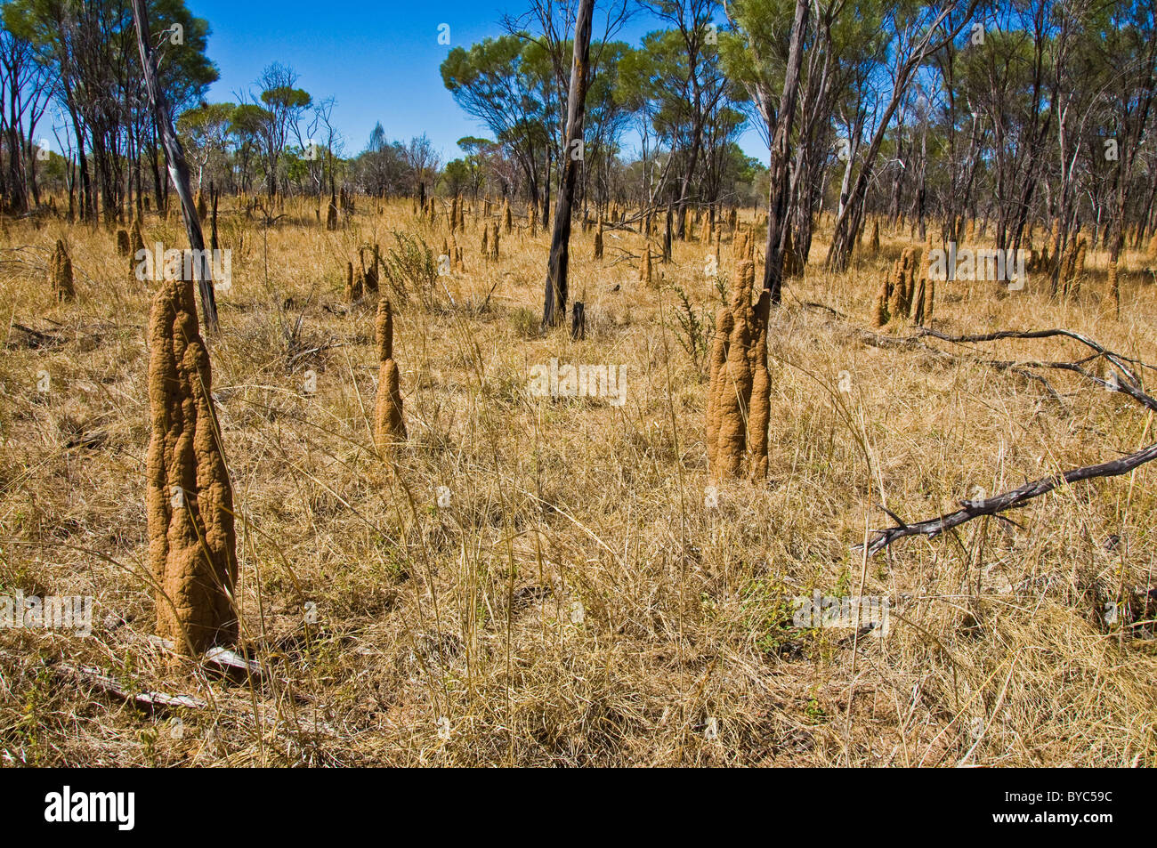 termite mounts in the australian outback, Northern territory Stock ...