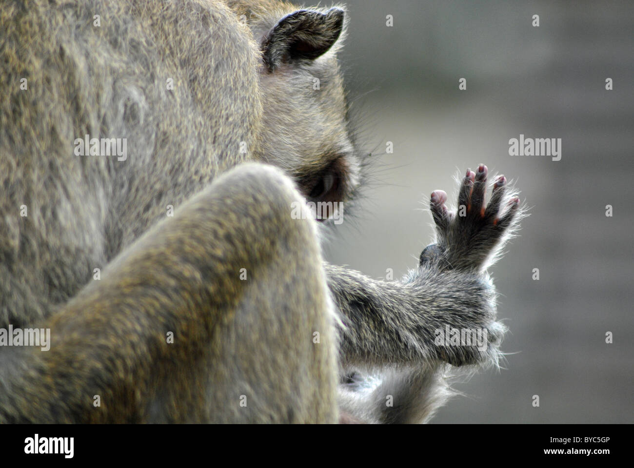 Monkeys Holding Hands High Resolution Stock Photography and Images - Alamy