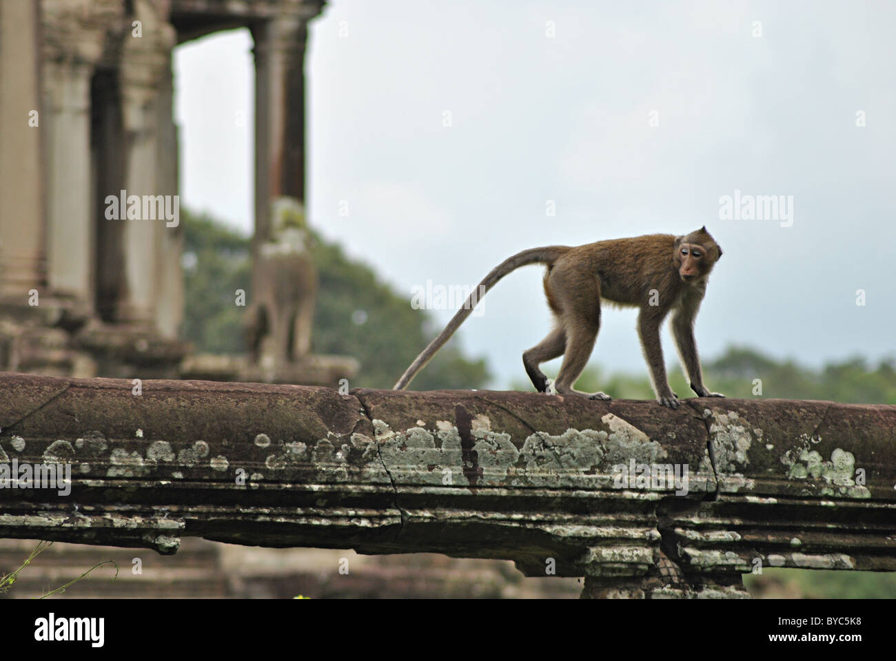 Monkey at Angkor Wat, Cambodia Stock Photo - Alamy