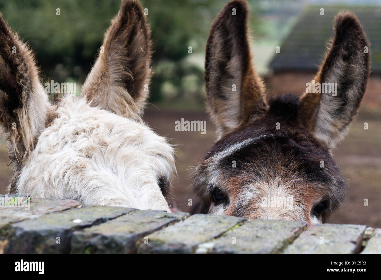 two donkeys looking over a wall Stock Photo - Alamy