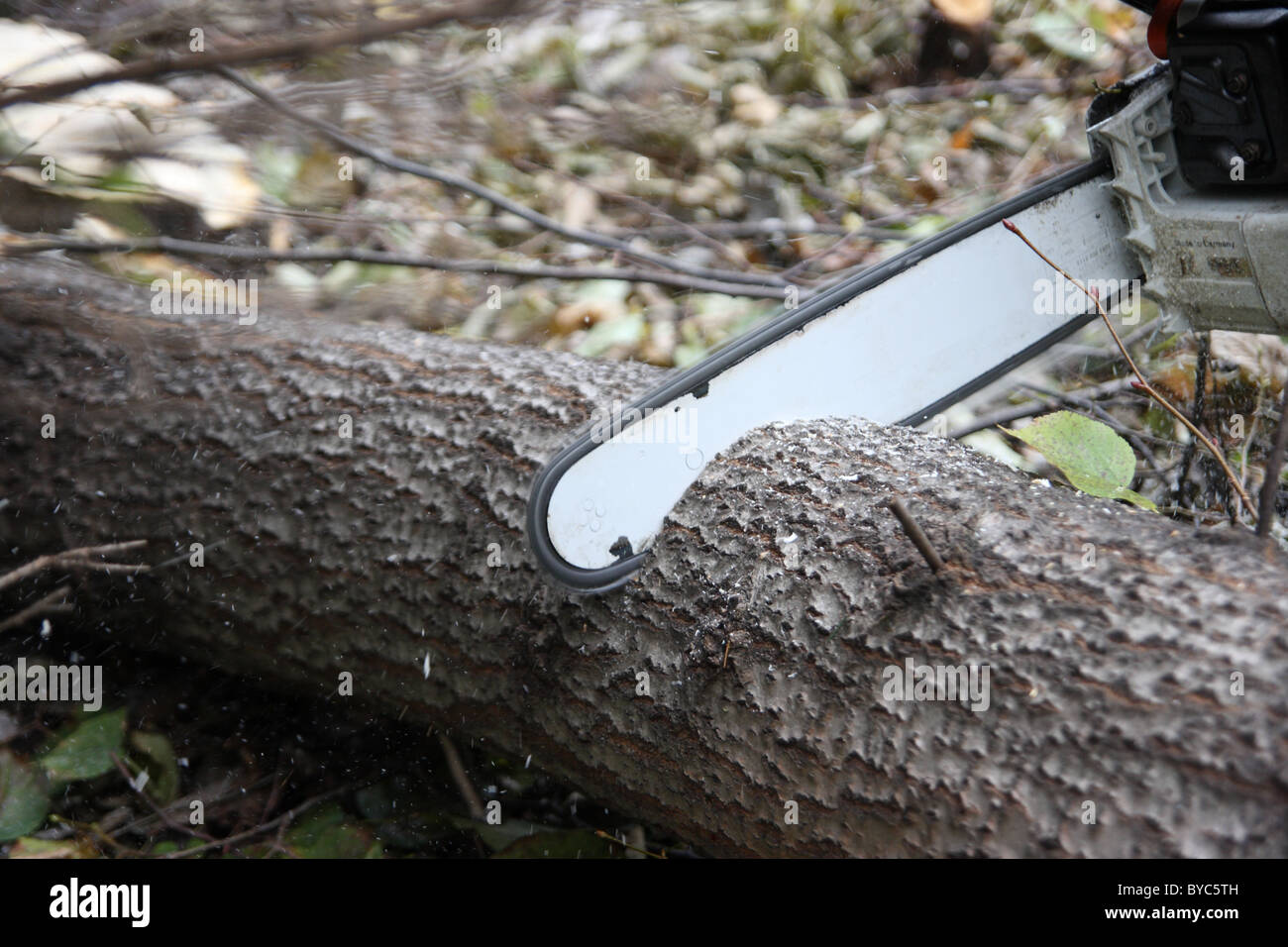 Close up view of chain-saw / chainsaw cutting trunk Stock Photo - Alamy