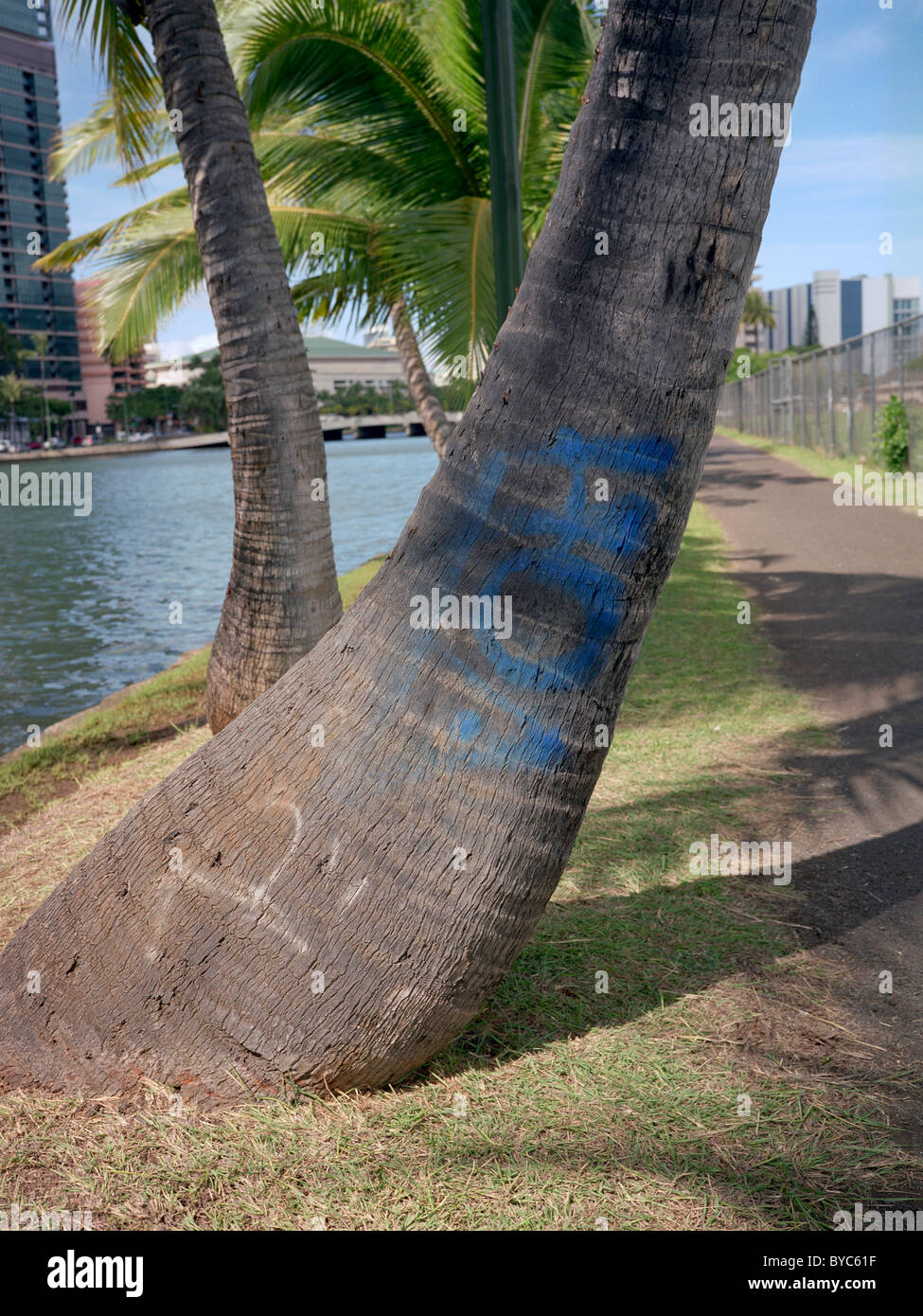 Graffiti on palm trees in Honolulu, Hawaii Stock Photo - Alamy