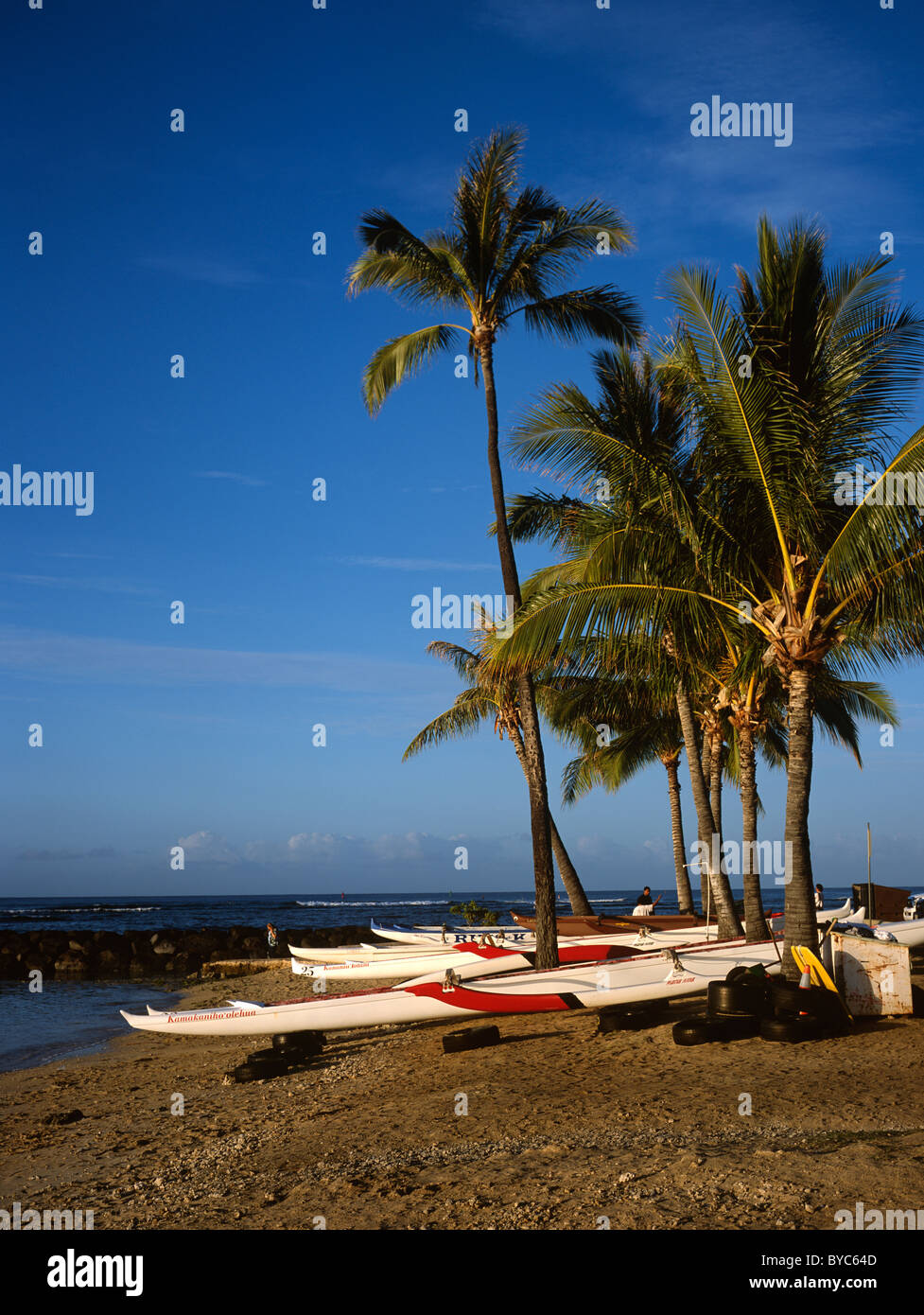 Longboats and palms at Waikiki Beach, Hawaii Stock Photo - Alamy