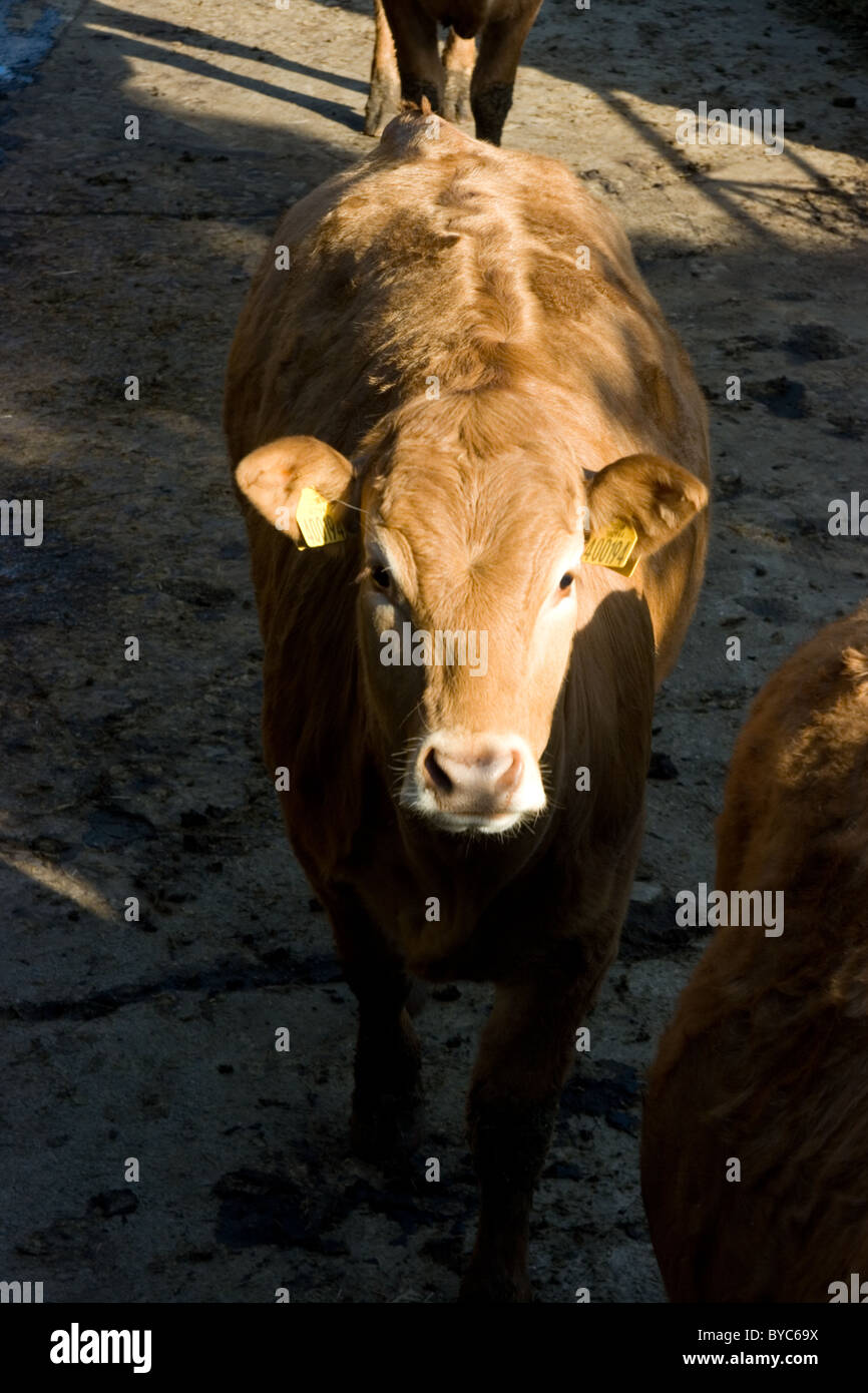 Steer in yard Stock Photo - Alamy