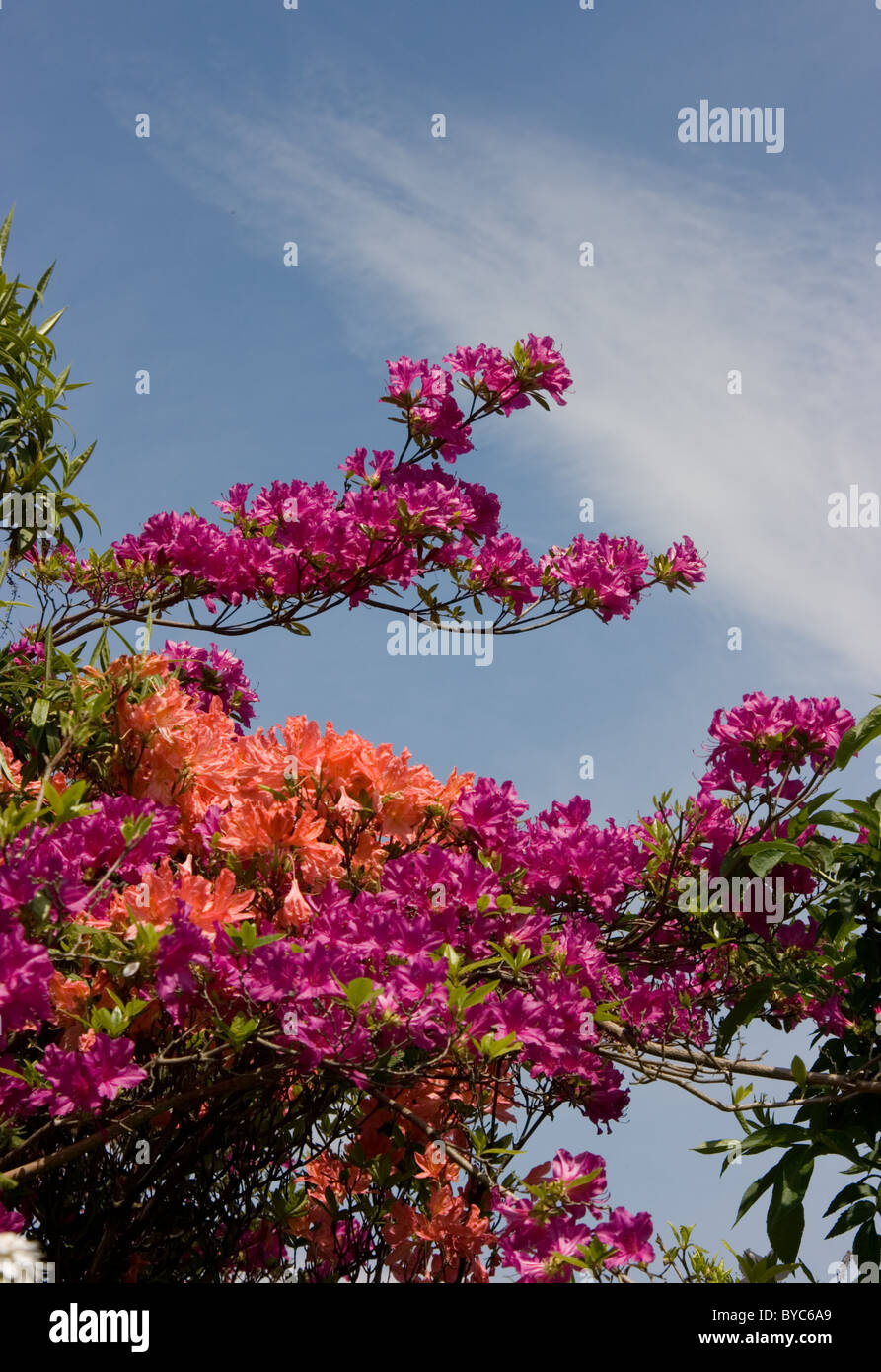 Orange azaleas hi-res stock photography and images - Alamy