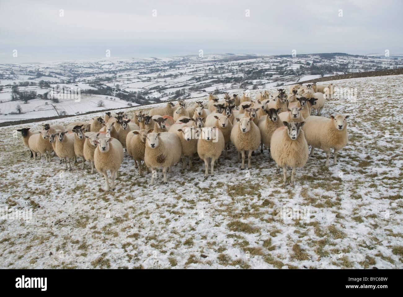 Sheep on snowy Ecton Hill in the Peak District National Park Stock ...