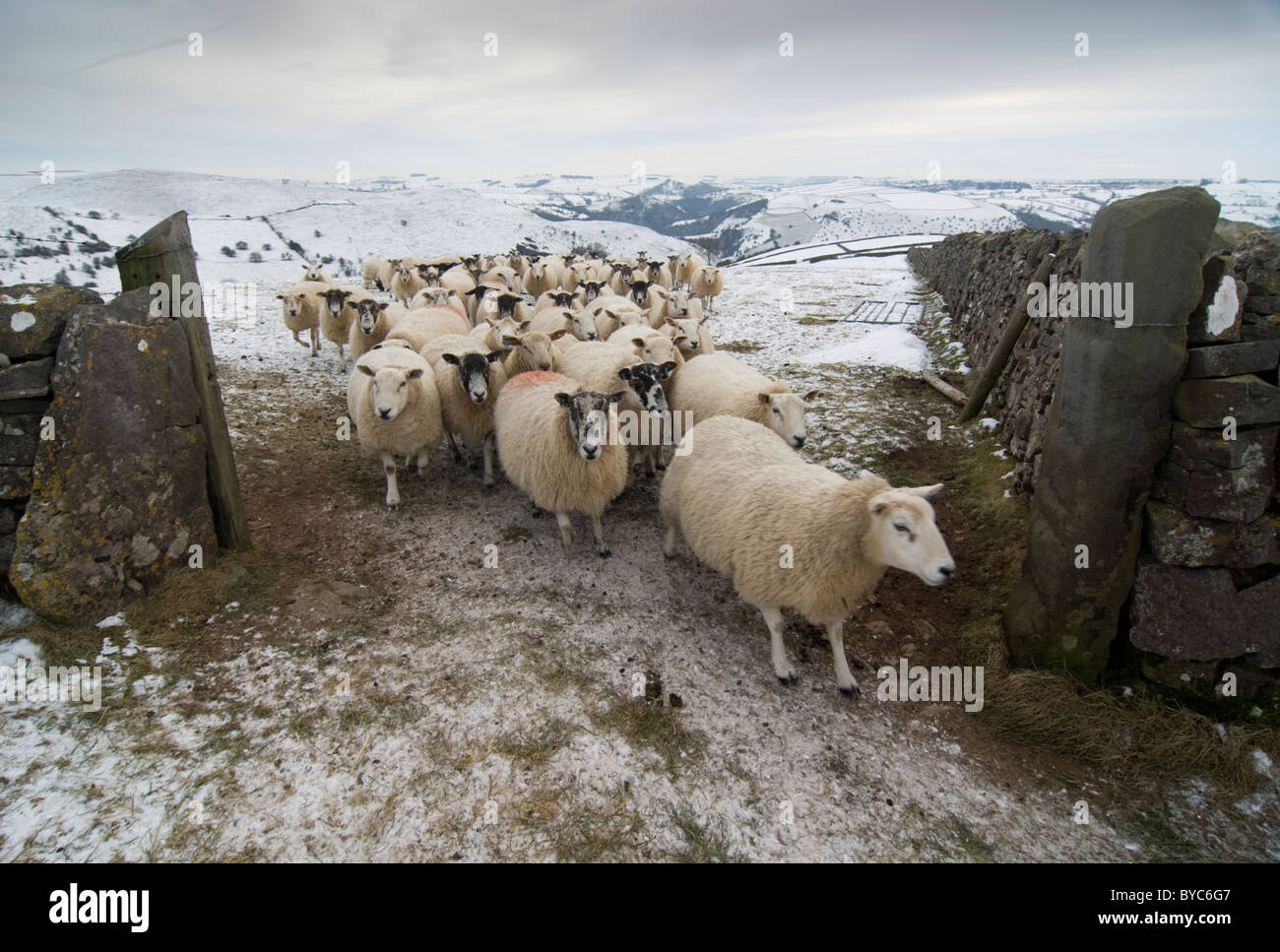 Sheep On Ecton Hill in the Peak District National Park Stock Photo - Alamy