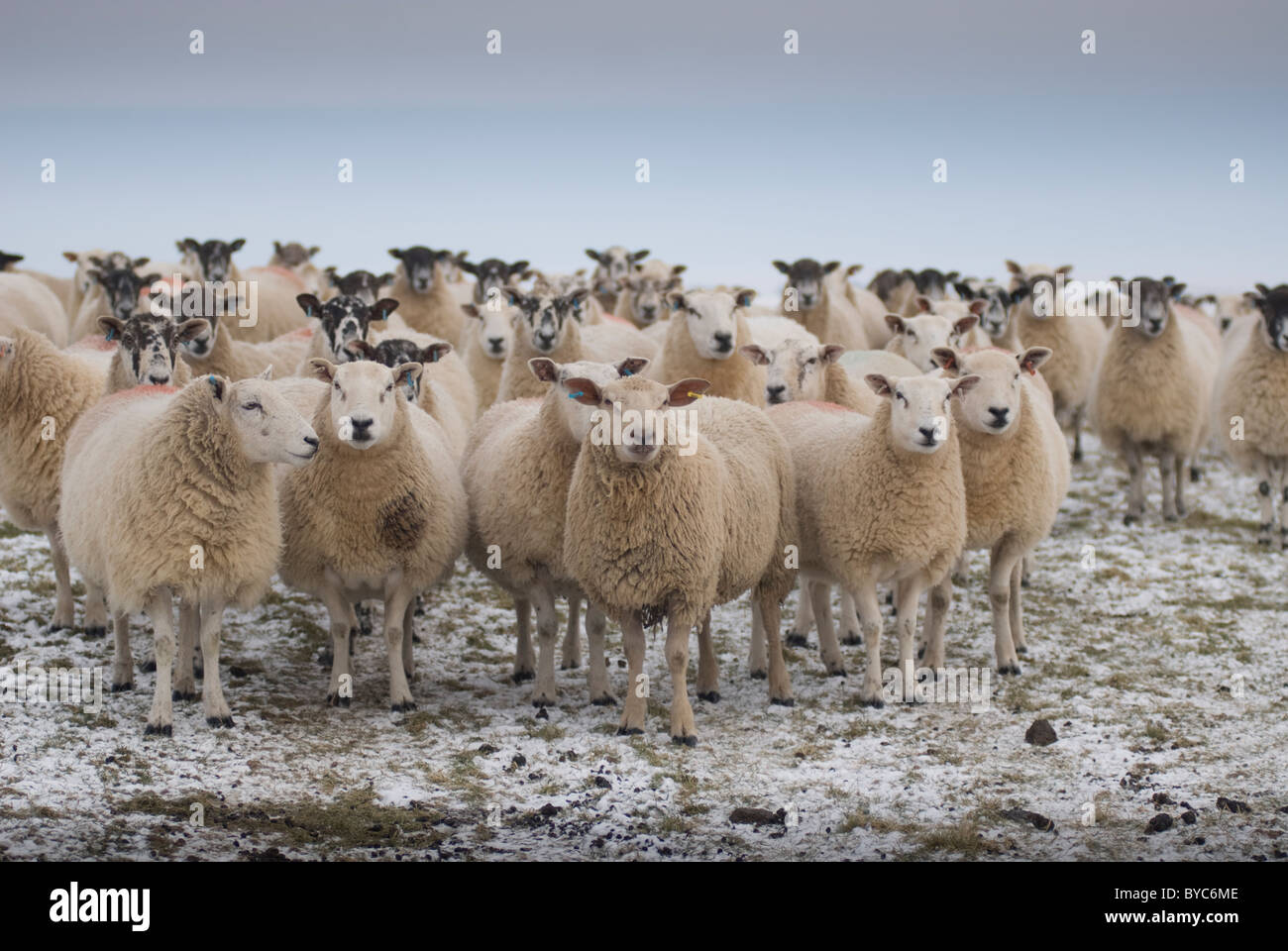 Sheep Peak District Winter Stock Photos & Sheep Peak District Winter ...