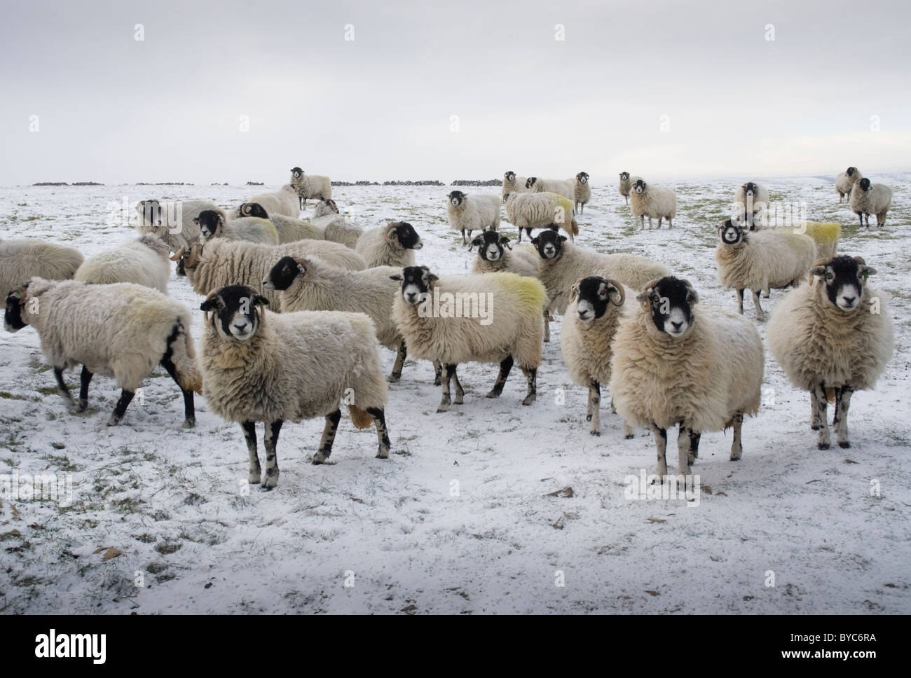 Swaledale Sheep n Ecton Hill PeaK District National Park Stock Photo ...