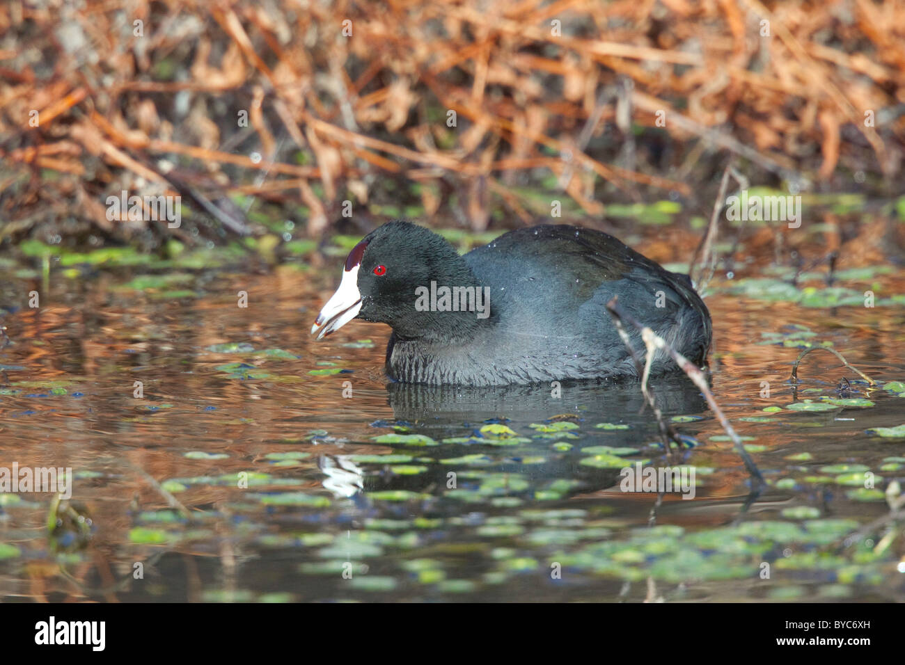 American coot feet hi-res stock photography and images - Alamy