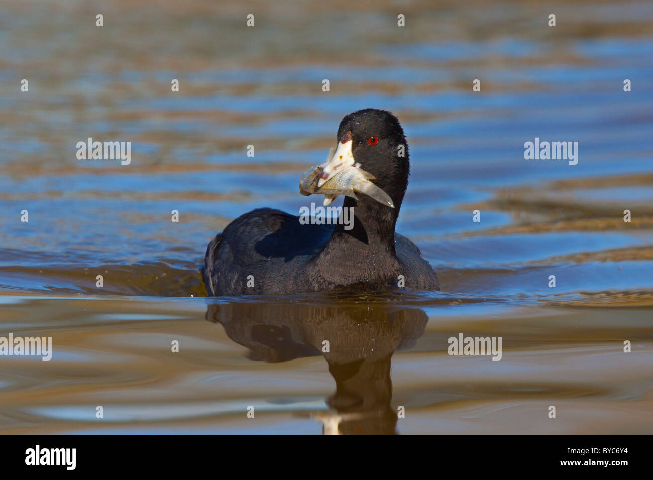 American Coot Adult carrying fish Stock Photo - Alamy
