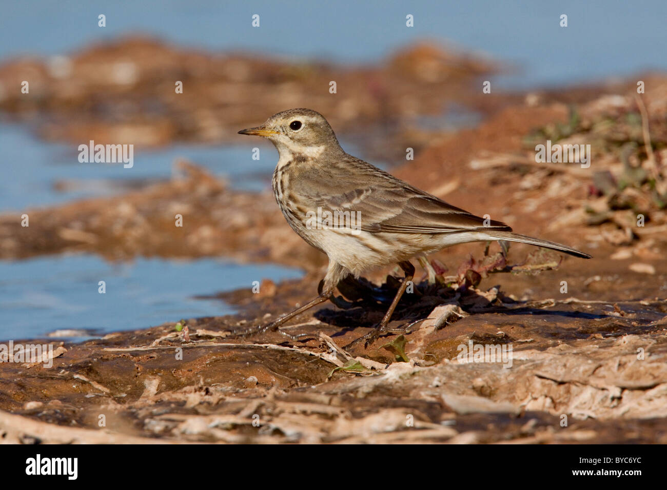 American water pipit hi-res stock photography and images - Alamy