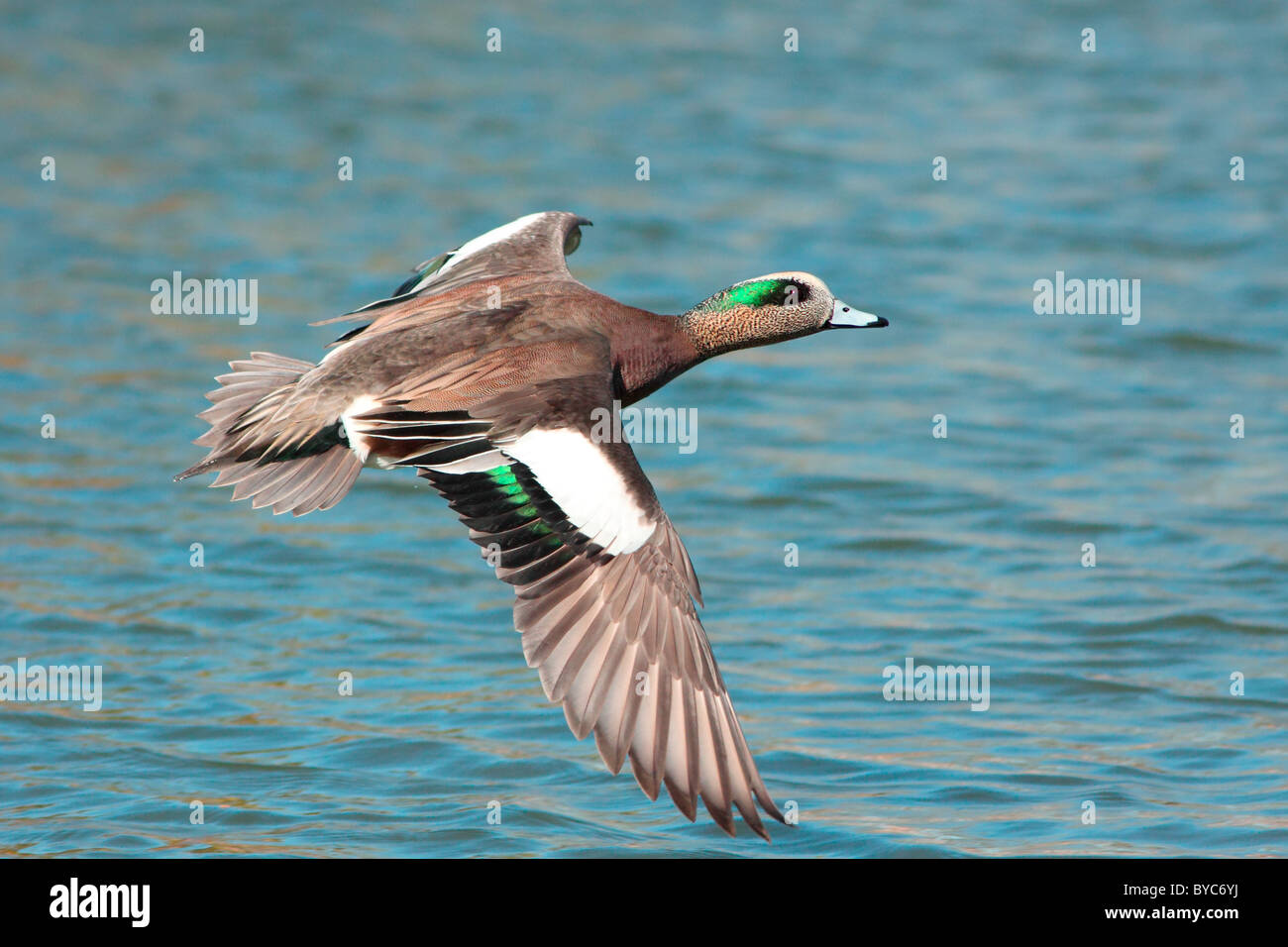 Wigeon In Flight High Resolution Stock Photography and Images - Alamy