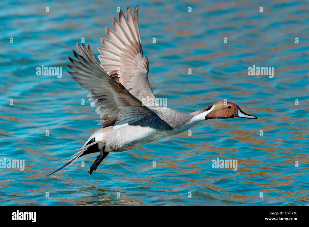 Northern Pintail Adult Male in flight Stock Photo - Alamy