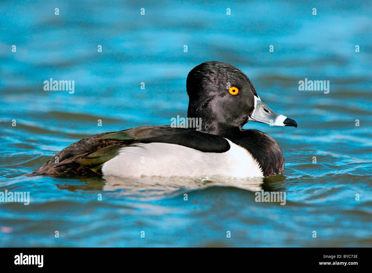 Ring-necked Duck Adult Male Stock Photo - Alamy