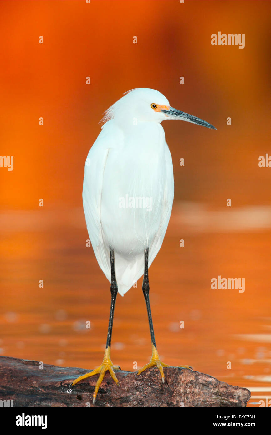 Feathered Feet High Resolution Stock Photography and Images - Alamy