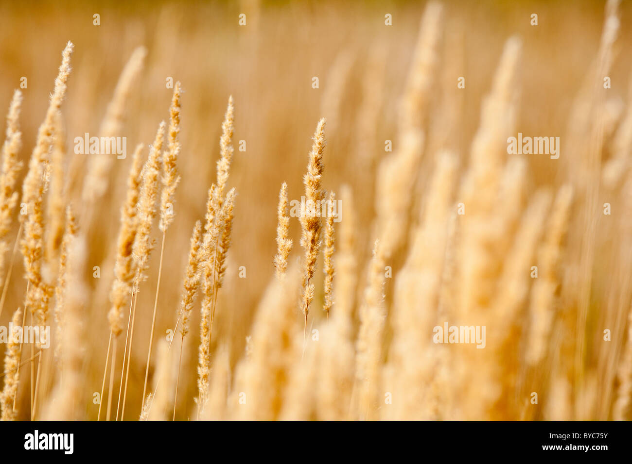Image of yellow cattail bulrush for use as background or wallpaper ...