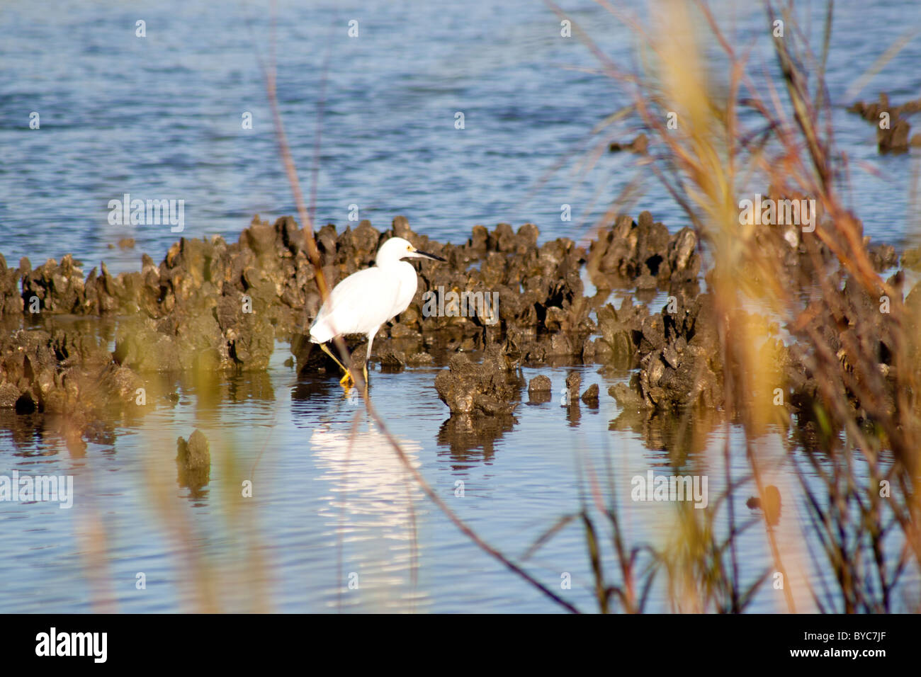 Little Egrets in the Marsh Stock Photo - Alamy