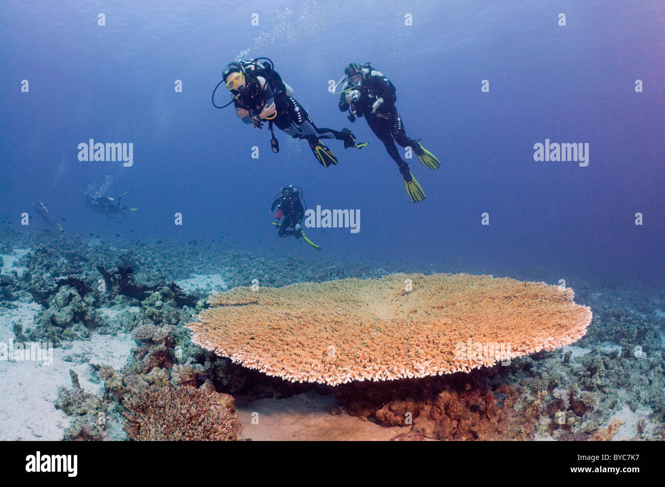 Pair scuba divers look at on Table coral Stock Photo - Alamy