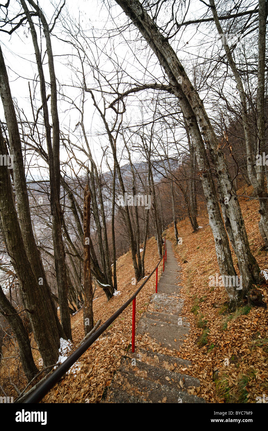 Landscape with stairs going through the forest Stock Photo - Alamy