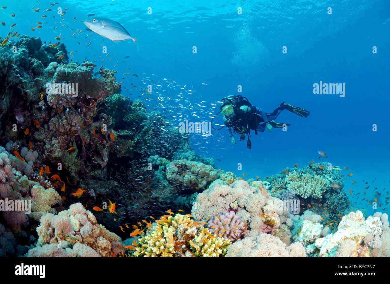 Parapriacanthus marei hi-res stock photography and images - Alamy