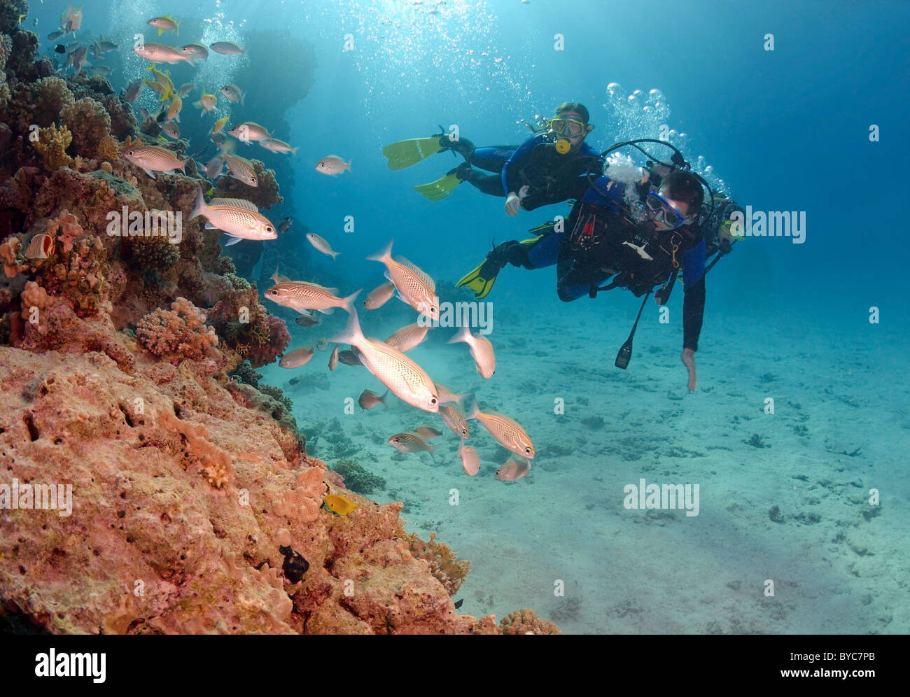 Scuba divers looks at on coral reef Stock Photo - Alamy
