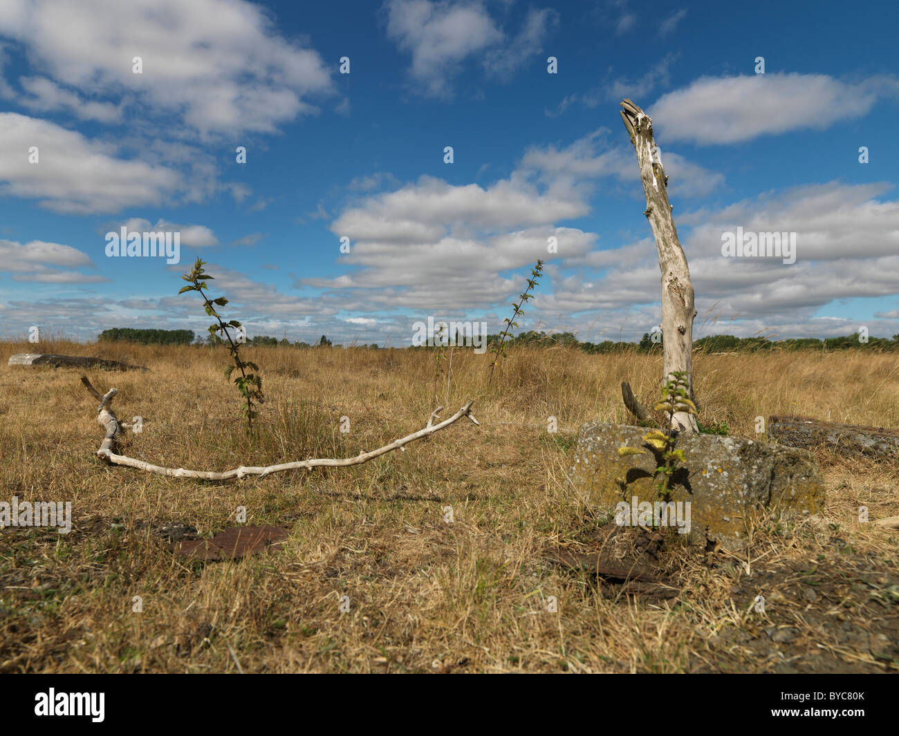 Rural wasteland dead tree branch Stock Photo - Alamy