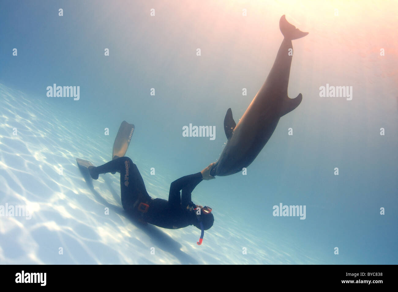 Freediver free pool dolphinarium aquarium marine mammal park seapark hi ...