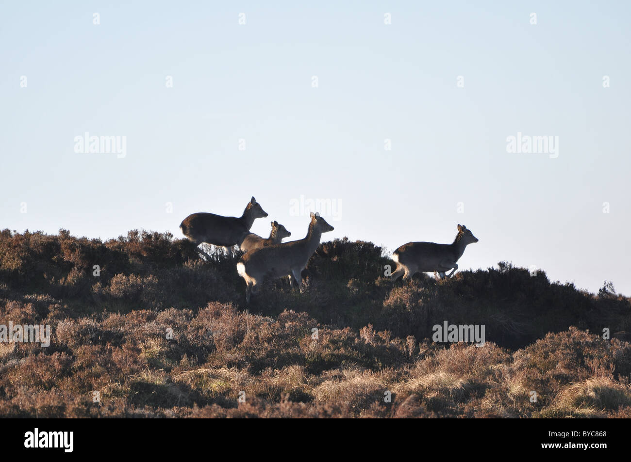 Winter in wicklow mountains national park Stock Photo - Alamy